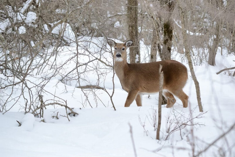 The Wildlife Among Us - Whitetail Club